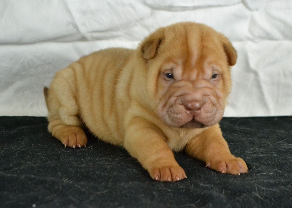 Chiots de la race Shar Pei disponibles sur chiots-de-france