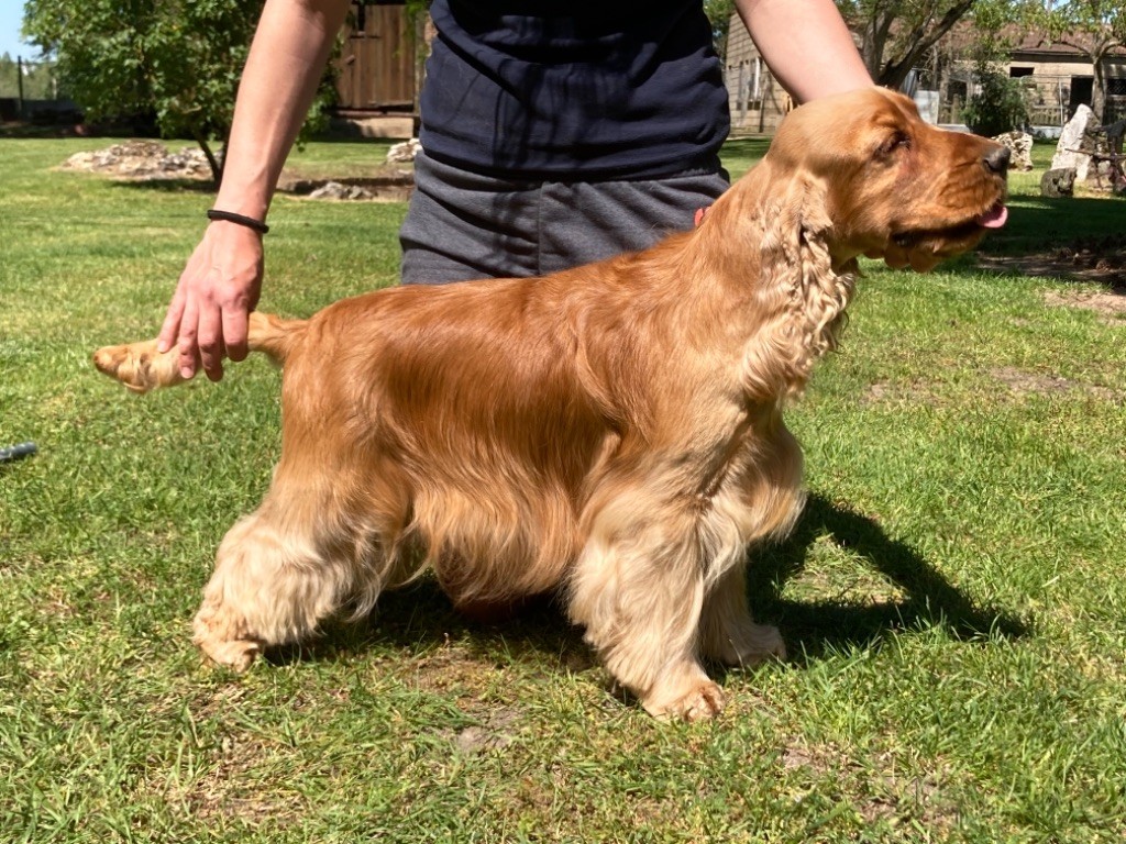 Chien Cocker Spaniel Anglais Sunset D'hell Pepper