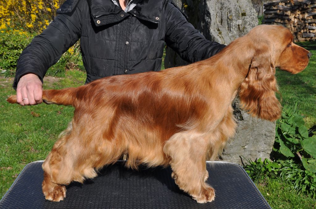 Chien Cocker Spaniel Anglais Sunset D'hell Optimus