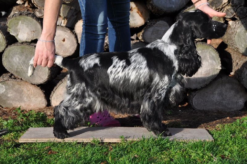 Chien Cocker Spaniel Anglais Sunset D'hell L'ange bleue