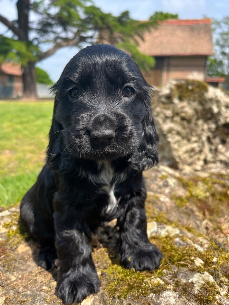 Chiot Cocker Spaniel Anglais - Femelle Noire Sunset D'hell