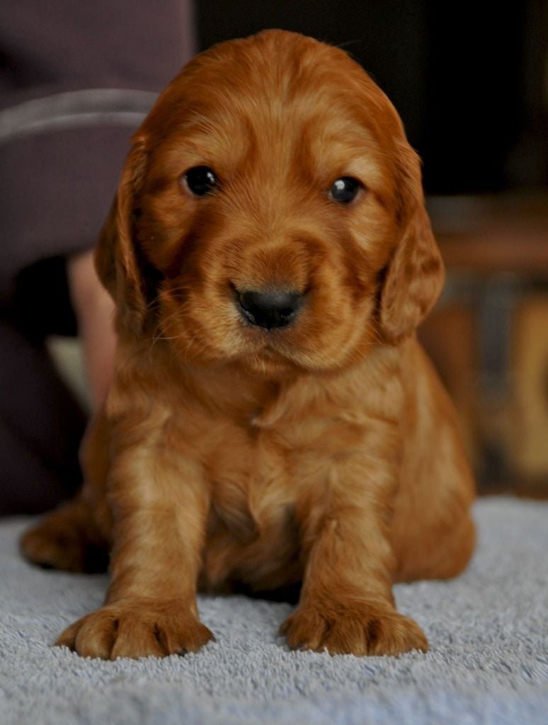 Chiot - Elevage Sunset D'hell - eleveur de chiens Cocker Spaniel Anglais