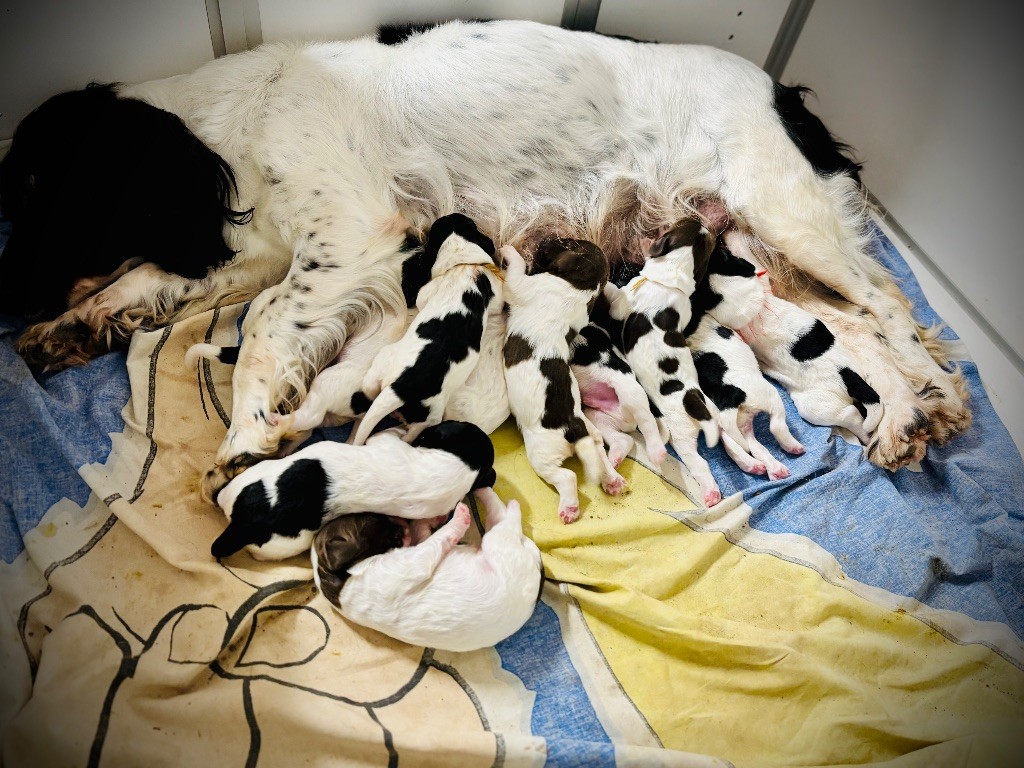 Chiot English Springer Spaniel - MÂLE NOIR/BLANC Waya