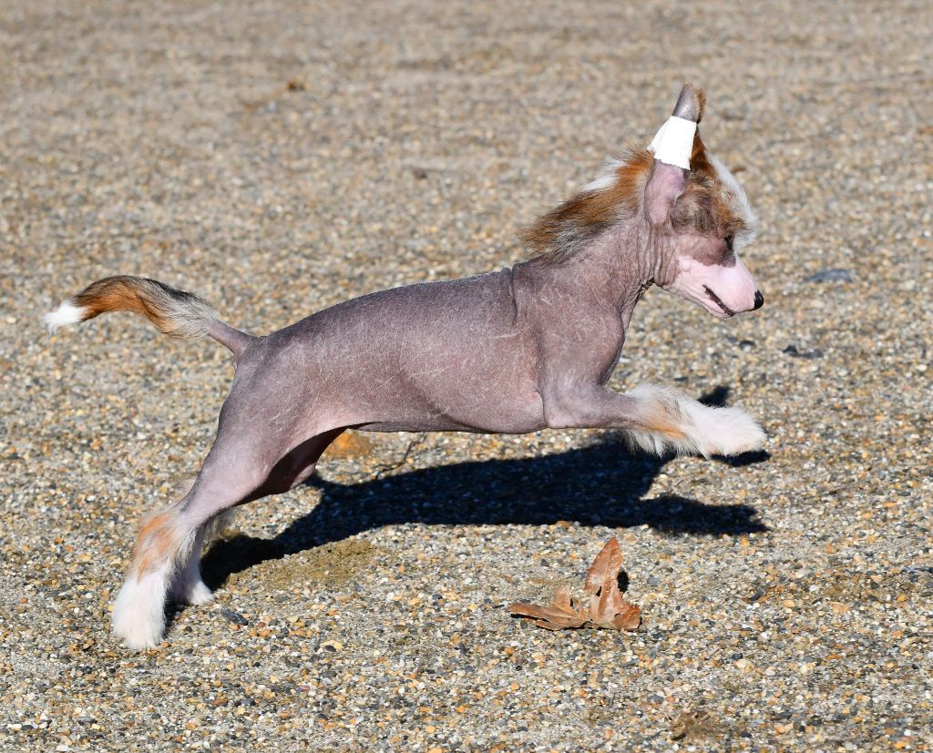 Chiots à vendre - Elevage Little Dog Of Dream - eleveur de chiens Chien ...