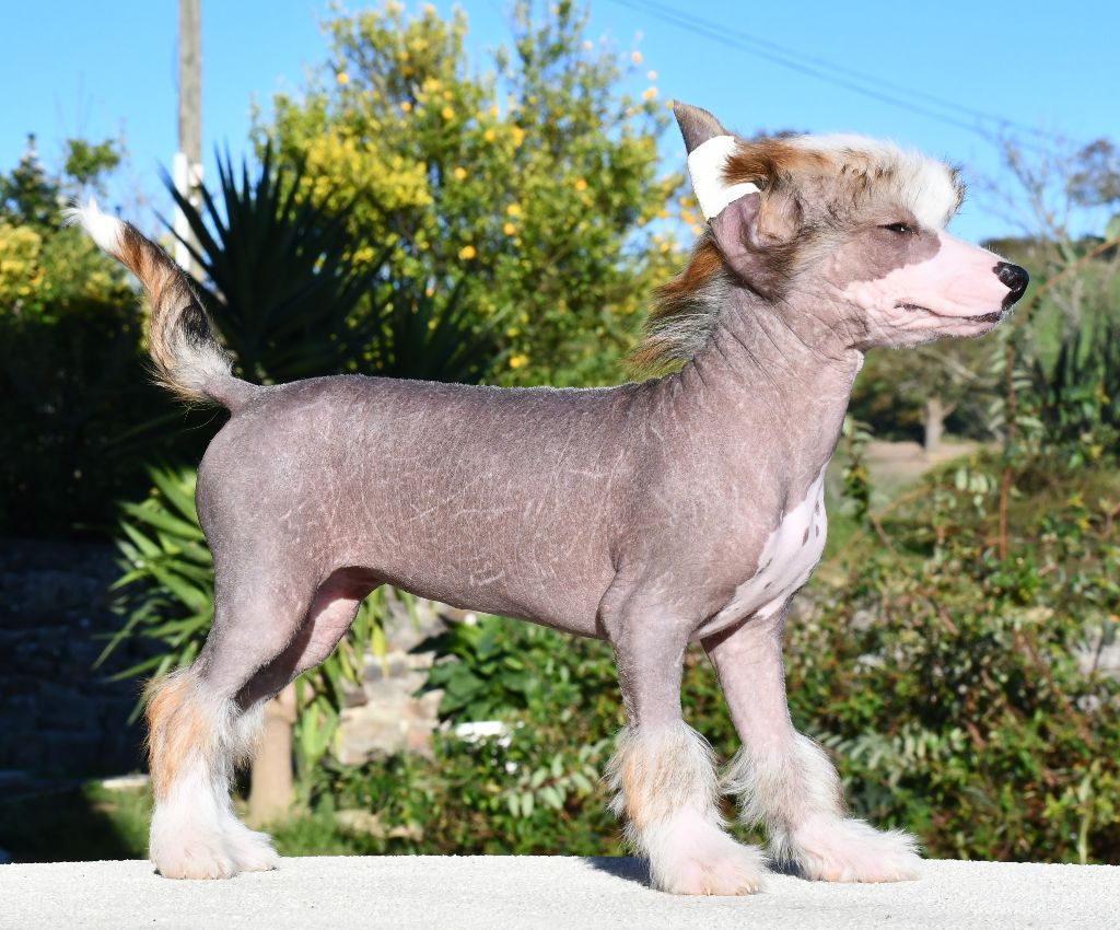 Chiots à vendre - Elevage Little Dog Of Dream - eleveur de chiens Chien ...