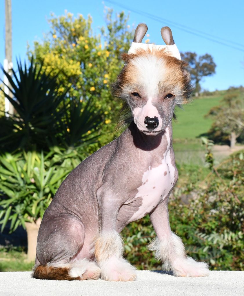 Chiots à vendre - Elevage Little Dog Of Dream - eleveur de chiens Chien ...