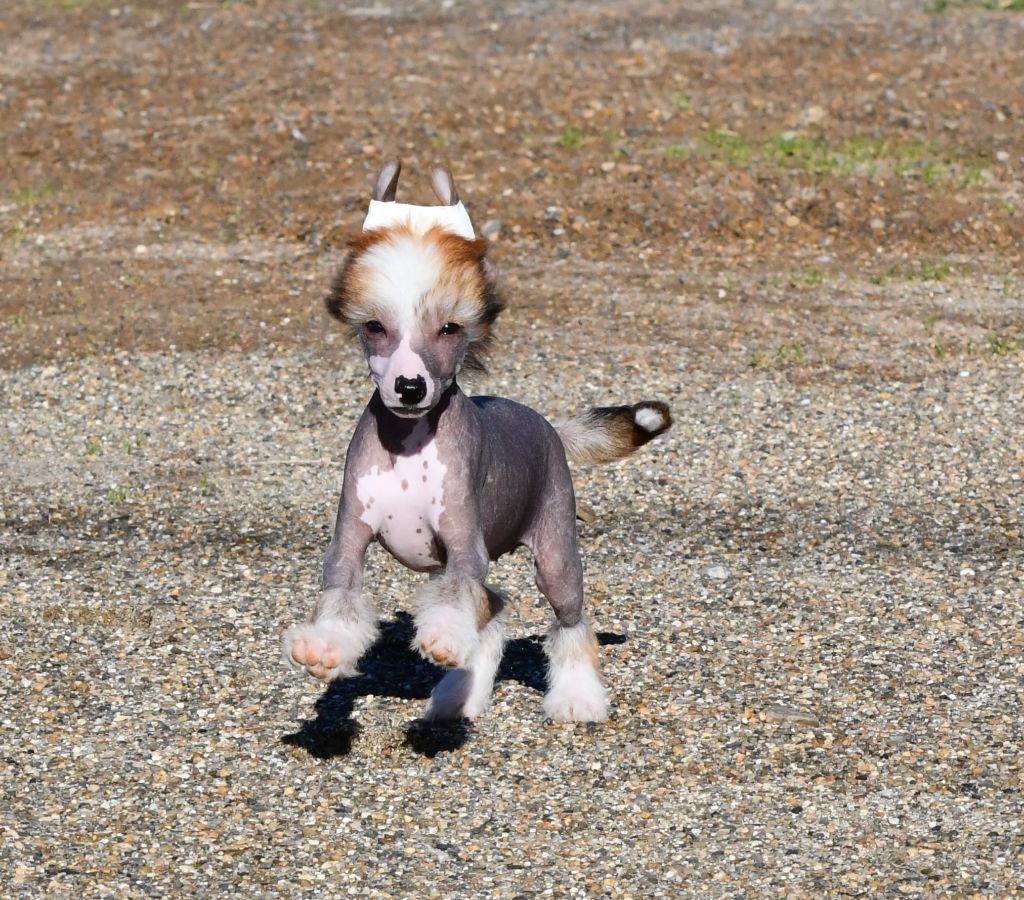 Chiots à vendre - Elevage Little Dog Of Dream - eleveur de chiens Chien ...