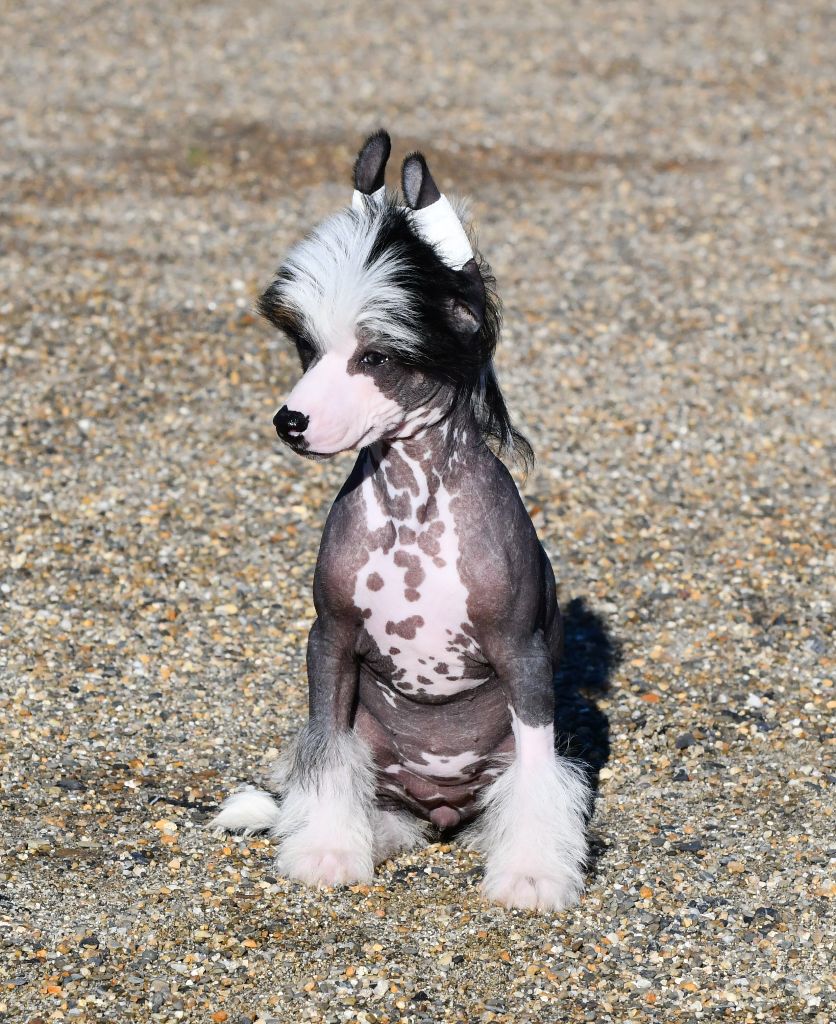 Chiots de race Chien chinois à crête en Nouvelle-Aquitaine