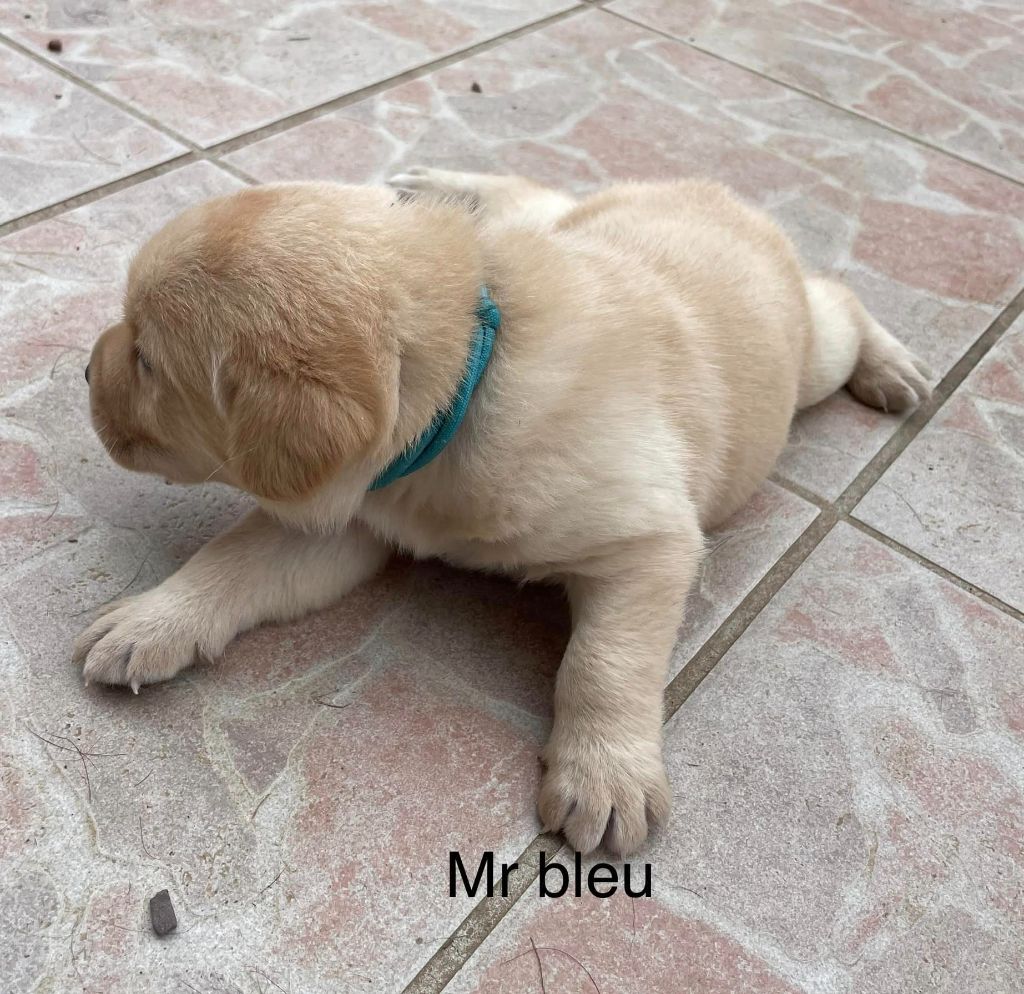 Chiot Labrador Retriever - CHIOT collier bleu Du Petit Vey