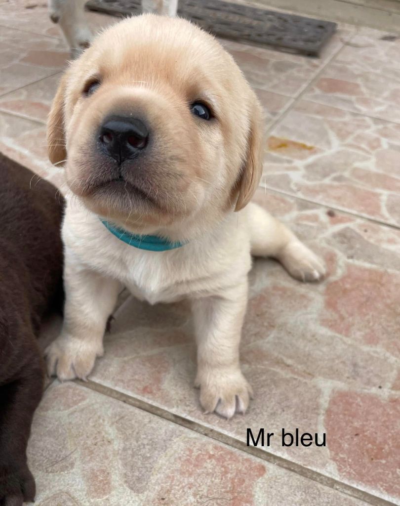 Chiot Labrador Retriever - CHIOT collier bleu Du Petit Vey