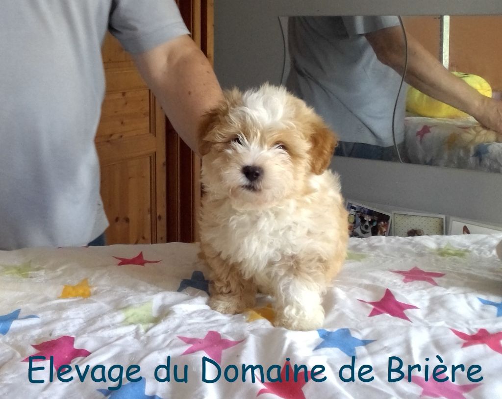 Chiots à vendre - Elevage Du Domaine De Brière - eleveur de chiens ...