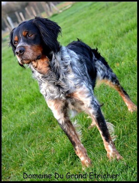 Accueil - Elevage Du Grand Etricher - eleveur de chiens Epagneul Breton