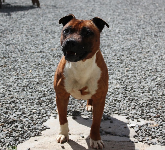 Accueil - Elevage Pacifique Nielo Staff - eleveur de chiens ...