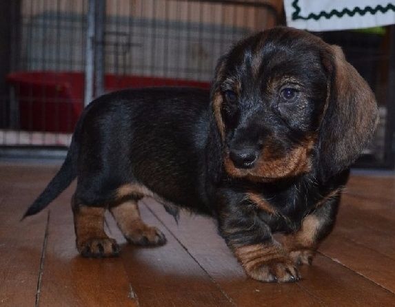 Chien Teckel poil dur Lycos de la Cascade d'Orion