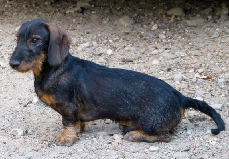 Chien Teckel poil dur Lycos de la Cascade d'Orion