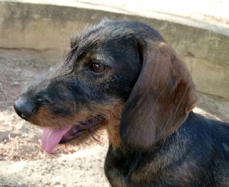 Chien Teckel poil dur Lycos de la Cascade d'Orion