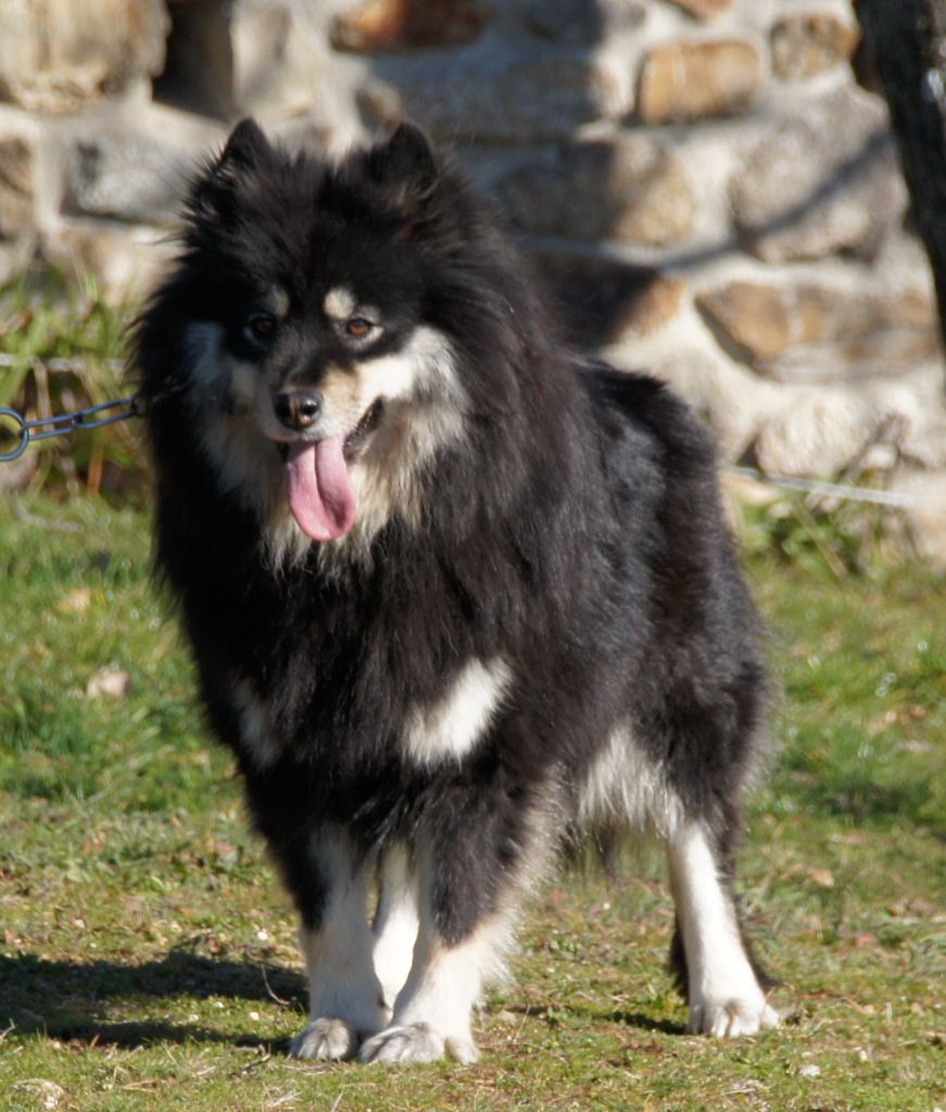 Chien Chien finnois de Laponie Ozzie Des Assards De Pierregourde