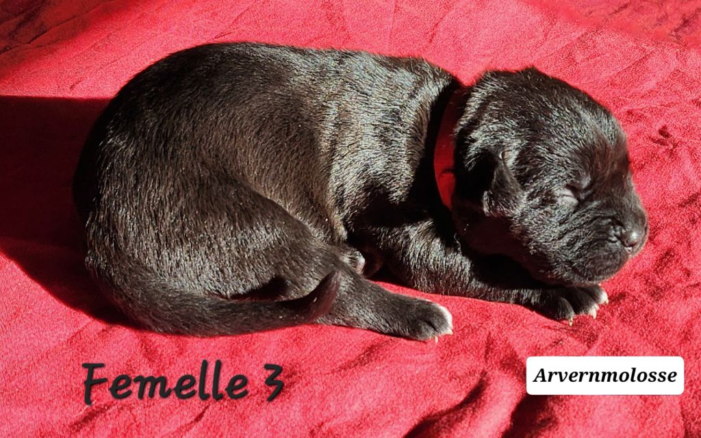 Chiot Cane Corso - Femelle 3 Arvernmolosse