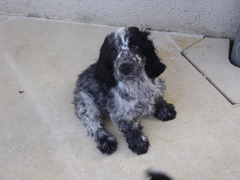 Chien Cocker Spaniel Anglais Grenadine De montravel