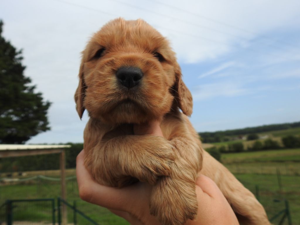 Chiot Cocker Spaniel Anglais - CHIOT 4 De L'étang Au Miroir