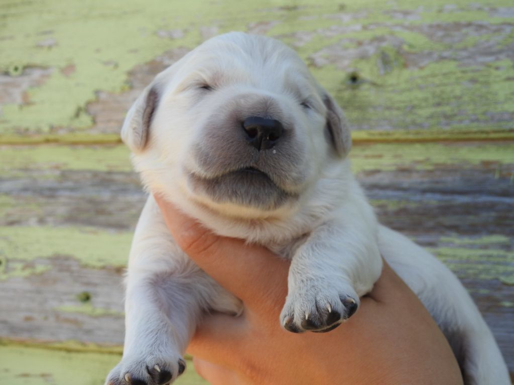 Chiot Golden Retriever - CHIOT De L'étang Au Miroir