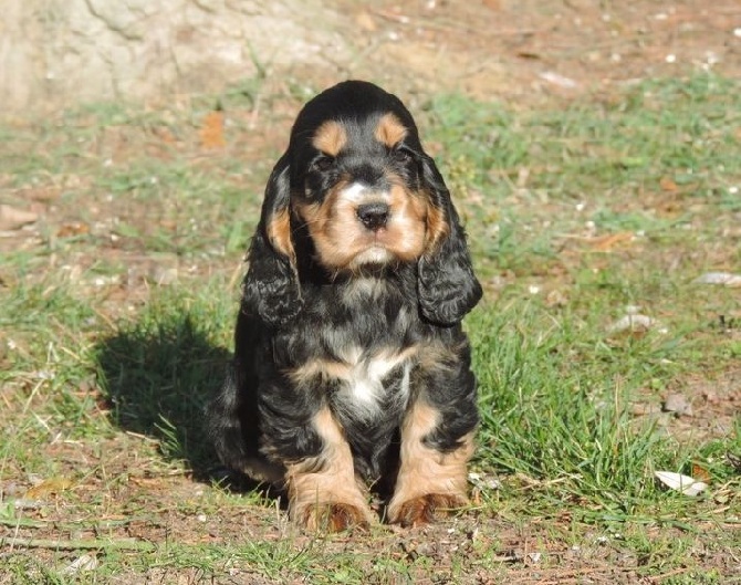 Accueil - Elevage De L'étang Au Miroir - eleveur de chiens Cocker ...