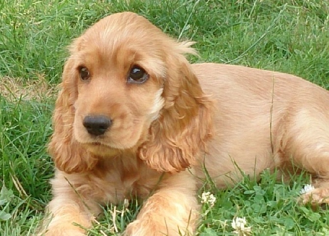 Accueil - Elevage De L'étang Au Miroir - eleveur de chiens Cocker ...