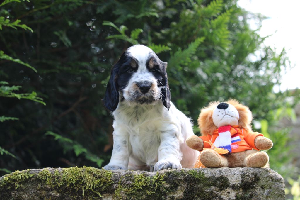 Chiot Cocker Spaniel Anglais - V...TRICOLORE Dream Of Best In Show