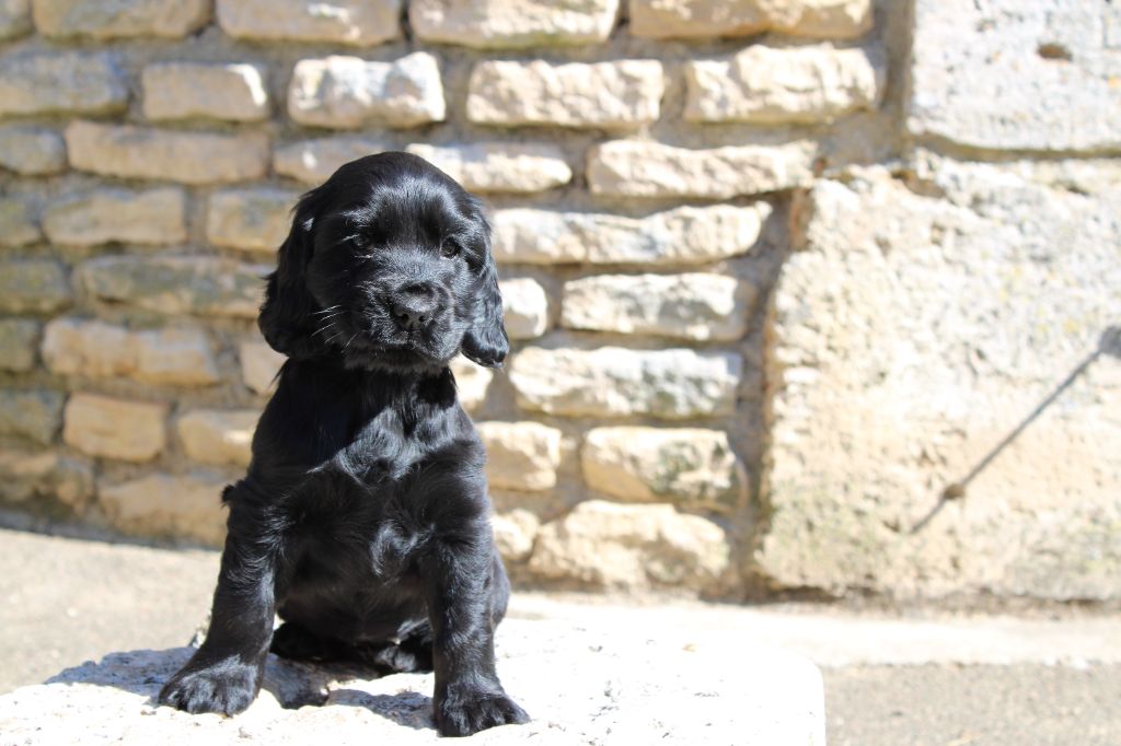 Chiots à vendre - Elevage Dream Of Best In Show - eleveur de chiens ...