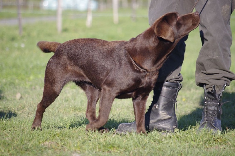 Chien Labrador Retriever Hot & spicy Des Jardins D'eywa