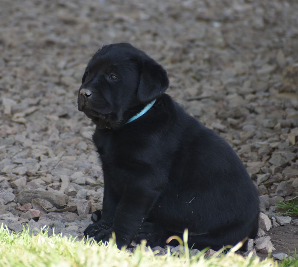Chiot Labrador Retriever - Mâle noir collier bleu clair Du Moulin Sault