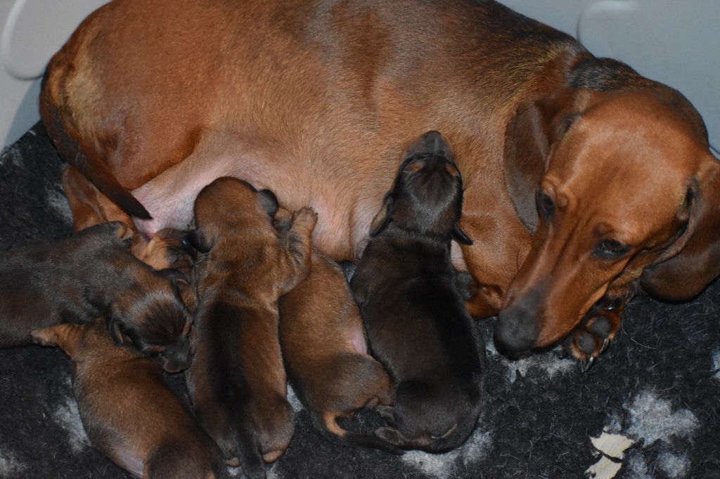 Chiot Teckel poil ras - Mâle nain fauve Du Moulin Sault