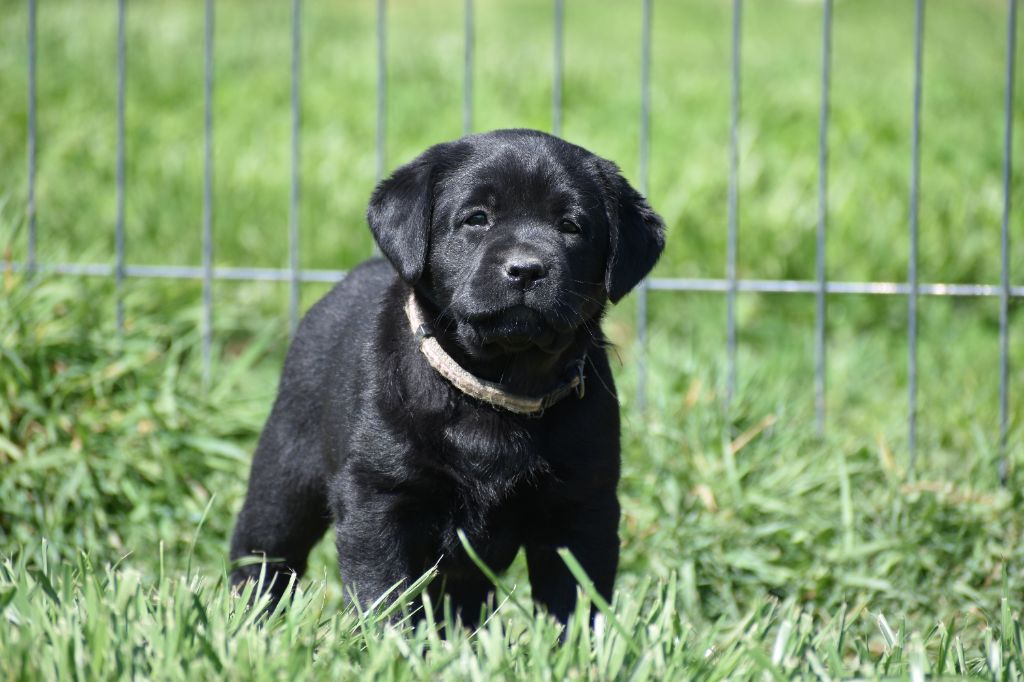 Chiot Labrador Retriever - Femelle noire collier rose rayé Du Moulin Sault