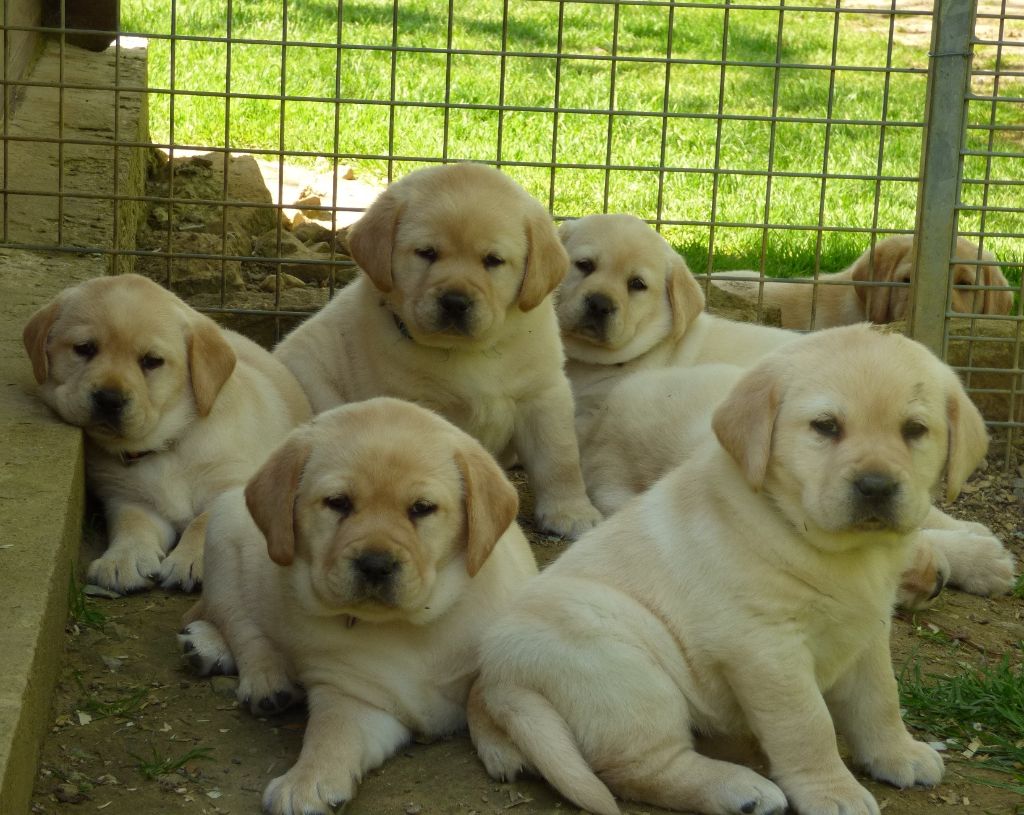 Chiot - Elevage Du Moulin Sault - eleveur de chiens Labrador Retriever