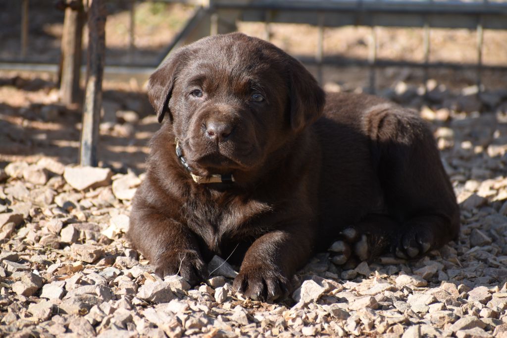 Chiot Labrador Retriever - Mâle chocolat collier gris Du Moulin Sault