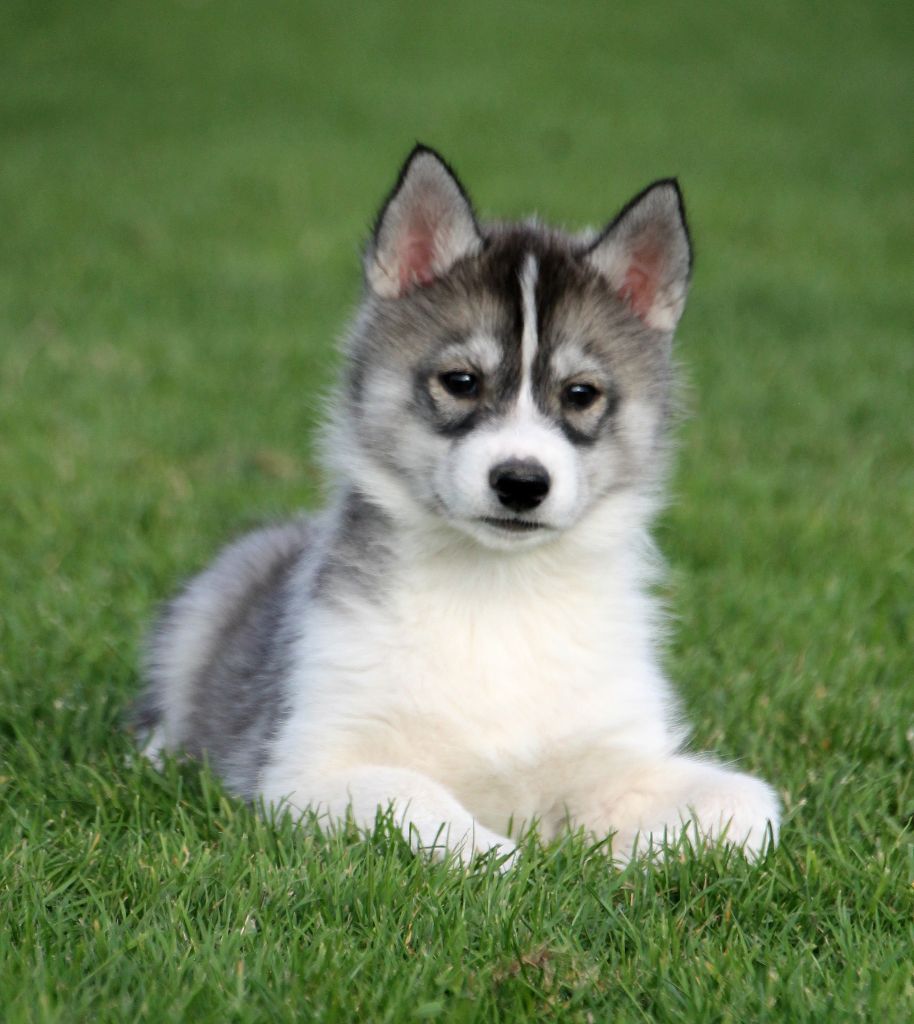 Chiot - Elevage Naillik's - eleveur de chiens Siberian Husky