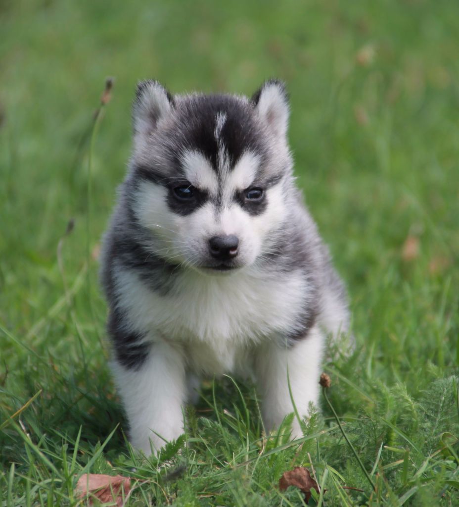 Chiot - Elevage Naillik's - eleveur de chiens Siberian Husky