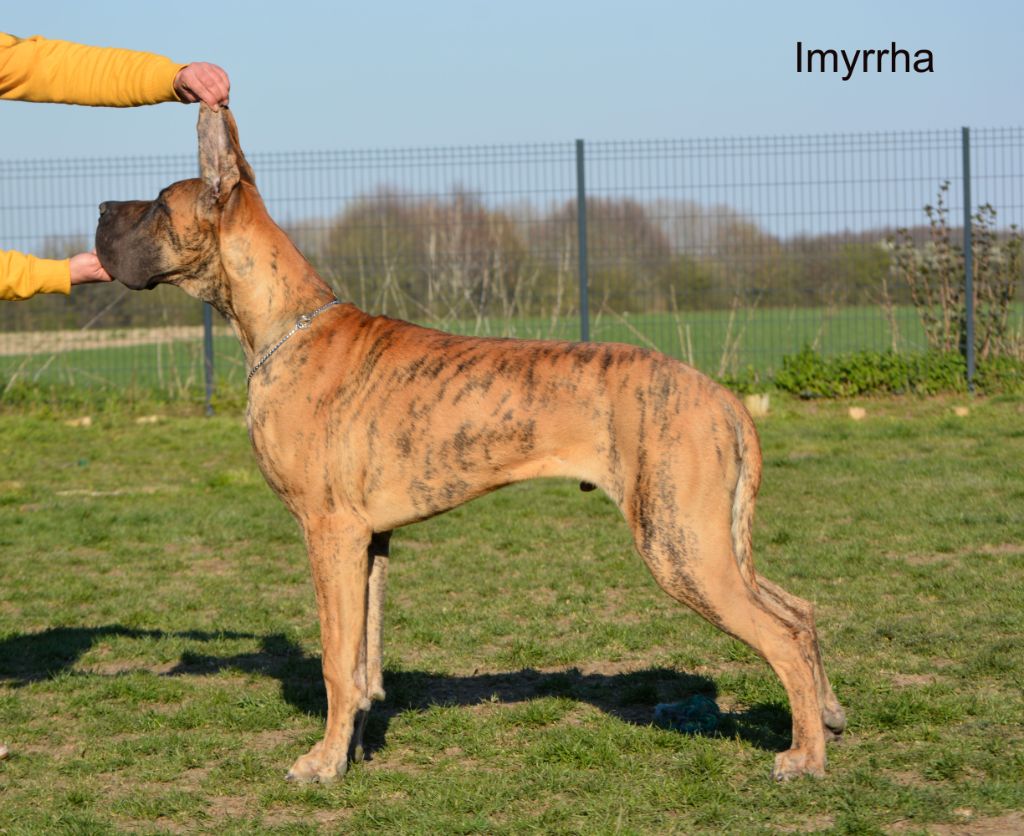 Accueil - Elevage D'imyrrha - eleveur de chiens Dogue allemand