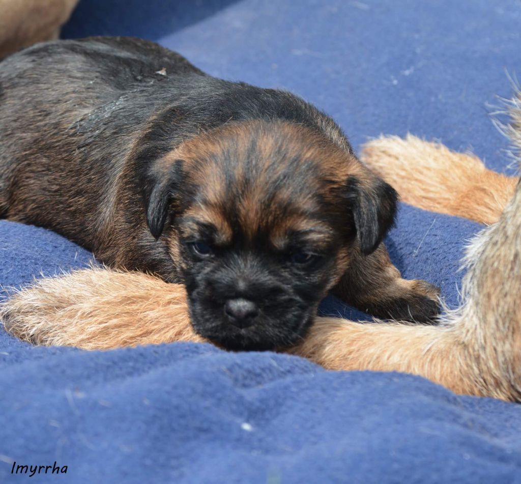 Chiot Border Terrier A Donner