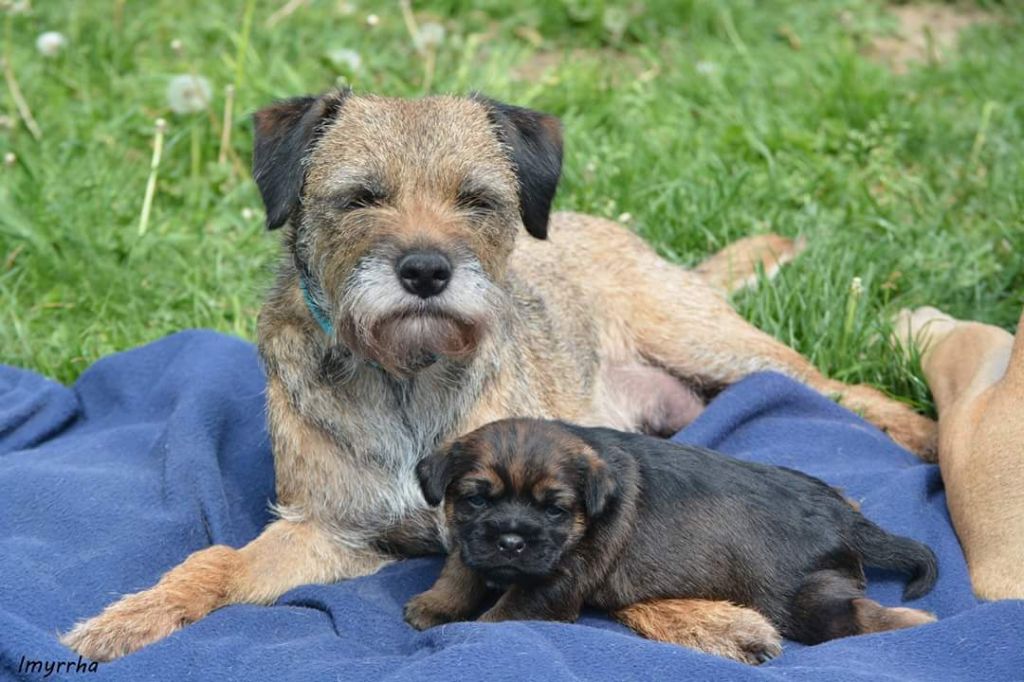 Chiot Border Terrier A Donner