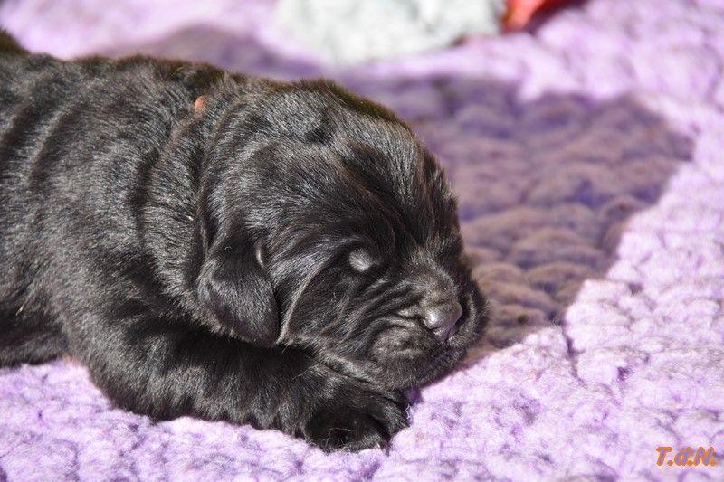 Chiot Terre-neuve - CHIOT 4 collier tropical De La Terre De Neaure