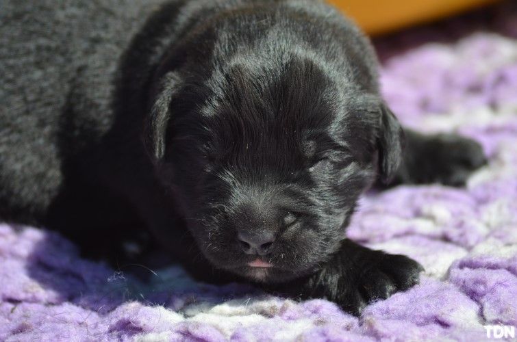 Chiot Terre-neuve - CHIOT collier arc en ciel De La Terre De Neaure