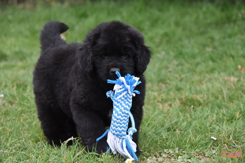 Chiots à vendre - Elevage De La Terre De Neaure - eleveur de chiens ...