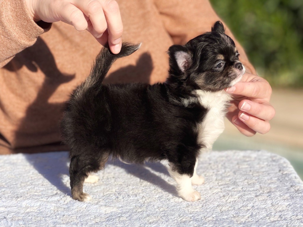 Chiot Chihuahua - Mâle blanc noir pattes fauve marquage bringe Des ...