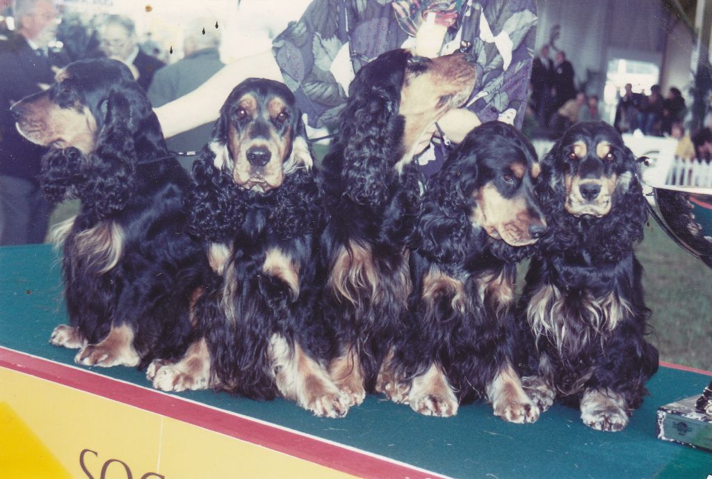 Accueil - Elevage de la petite pinochere - eleveur de chiens Cocker ...