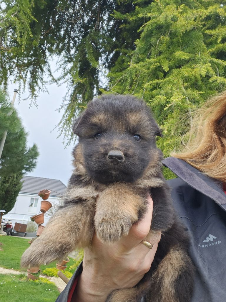 Chiot Berger Allemand Poil Long - CHIOT 5 de la Taverniere