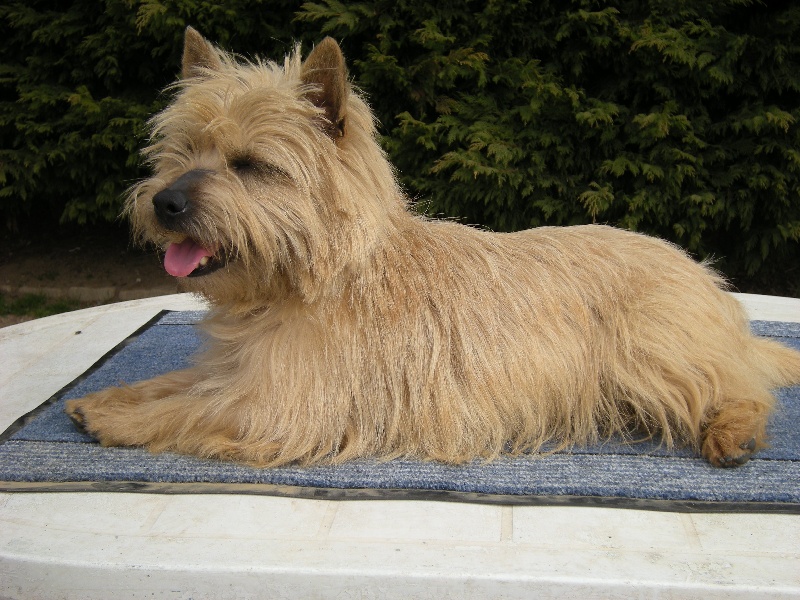 Chien Cairn Terrier CORK du Little Soannan