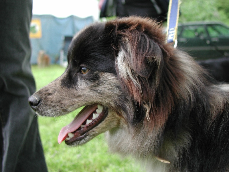 Chien Berger des Pyrenees à face rase Aura blue dite zora de la Patonnière