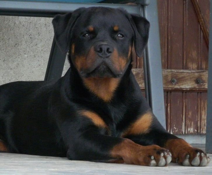 Accueil - Elevage Vom Hause Cervo - eleveur de chiens Rottweiler