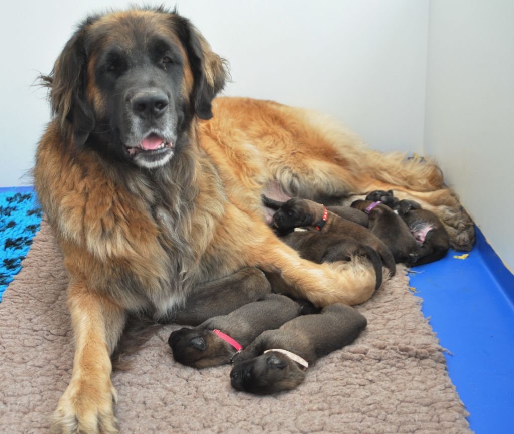 Chiots de la race Leonberger disponibles sur chiots-de-france